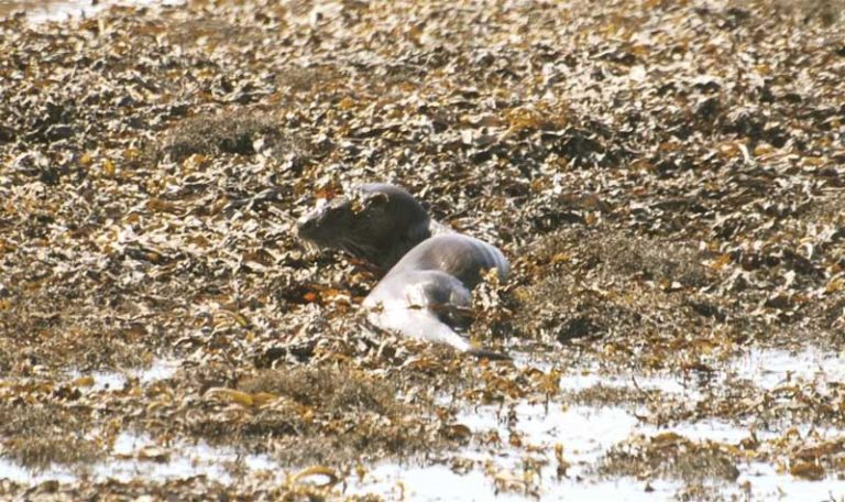 Visit Loch Etive, near Oban | Bonawe House